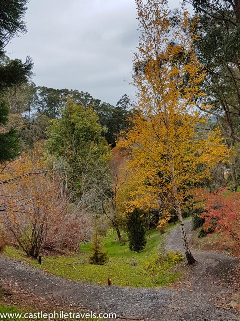 Autumn in Mount Lofty Botanic Gardens - Castlephile Travels
